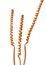 Floristik24.lt Cane Spring orange 25 vnt